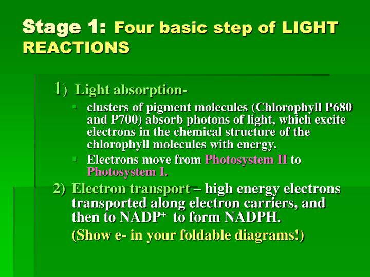 PPT - Photosynthesis: Using Light to make Food PowerPoint Presentation ...