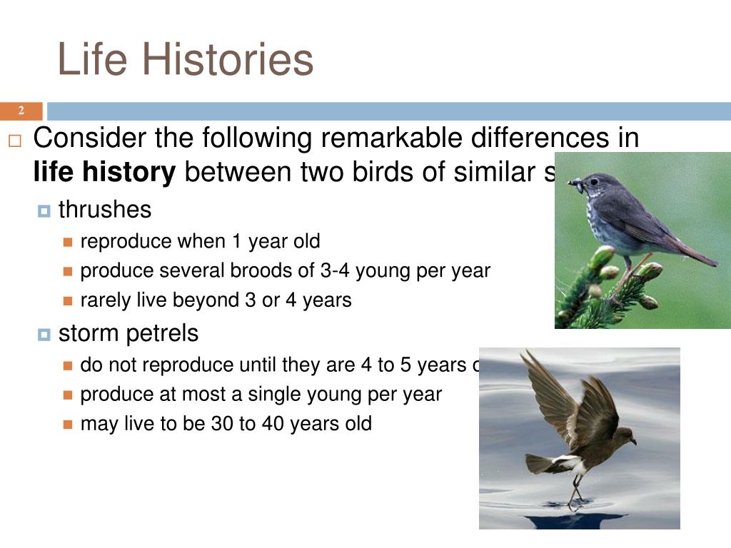 PPT - CHAPTER 7: LIFE HISTORIES AND EVOLUTIONARY FITNESS PowerPoint ...
