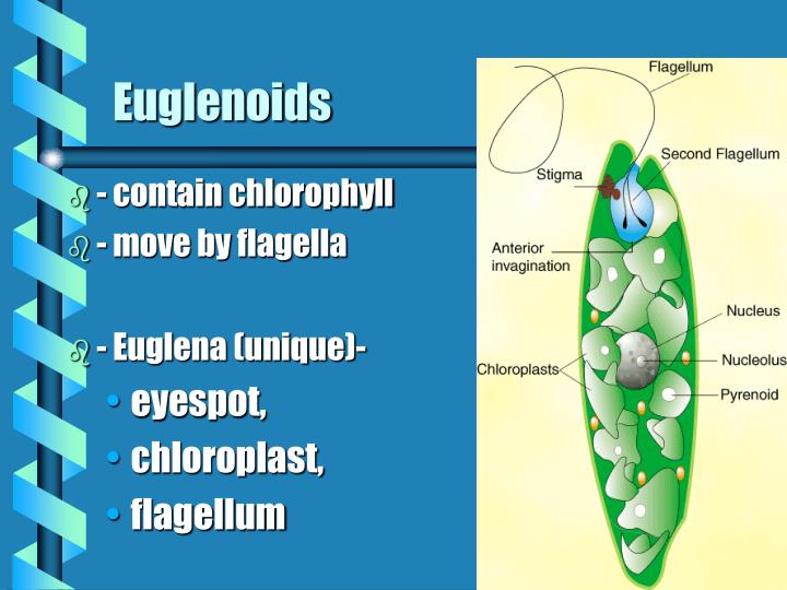PPT - Chapter 22 PowerPoint Presentation - ID:974886