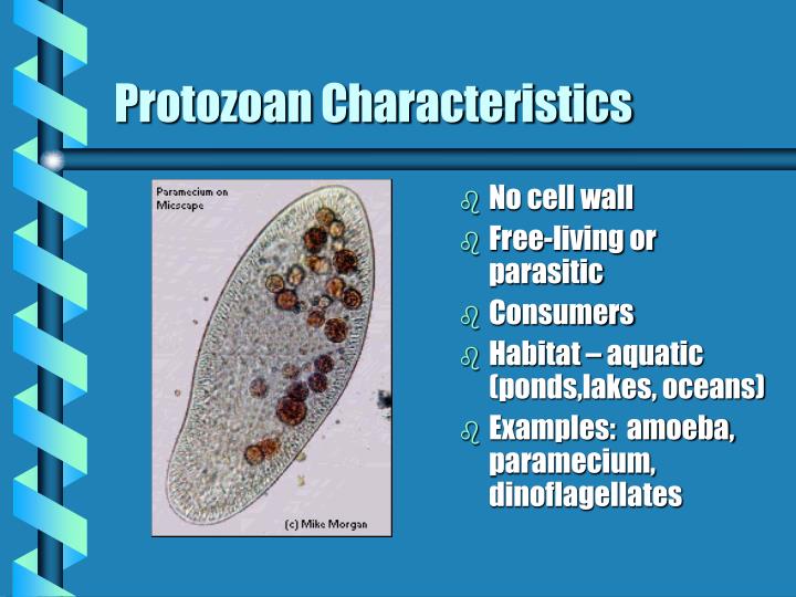 PPT - Chapter 22 PowerPoint Presentation - ID:974886
