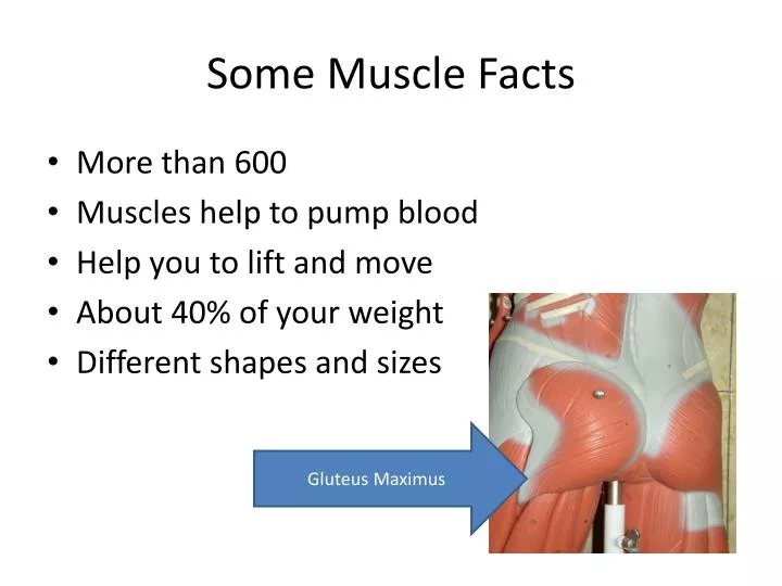 PPT - Some Muscle Facts PowerPoint Presentation, free download - ID:975708