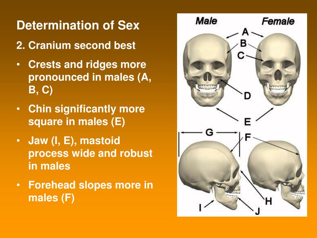 Ppt Forensic Anthropology And Odontology Powerpoint Presentation