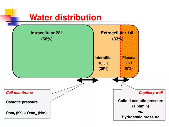 PPT - Water distribution PowerPoint Presentation, free download - ID:976488