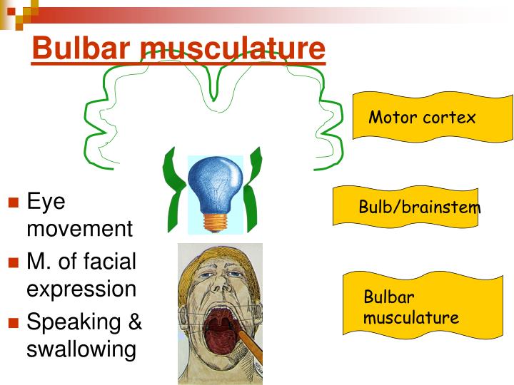 PPT - Botulism PowerPoint Presentation - ID:976650