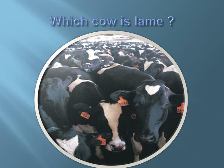 PPT - Dairy Cattle Lameness: PowerPoint Presentation - ID:977186