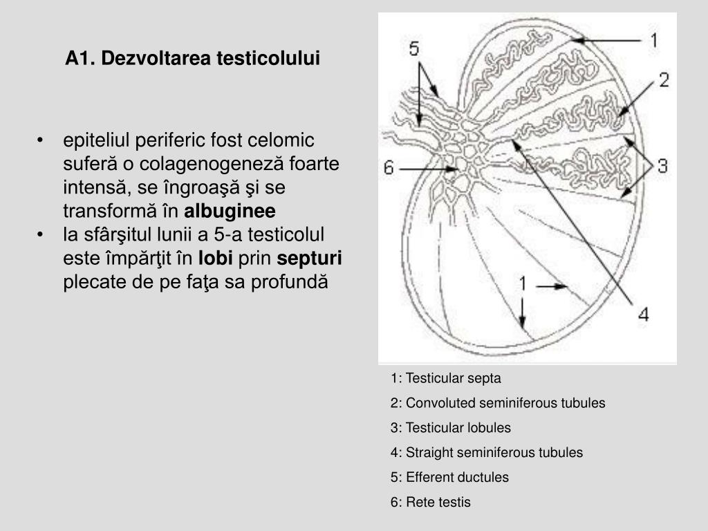 PPT - Universitatea de Medicină şi Farmacie “ Gr. T. Popa” Iaşi ...