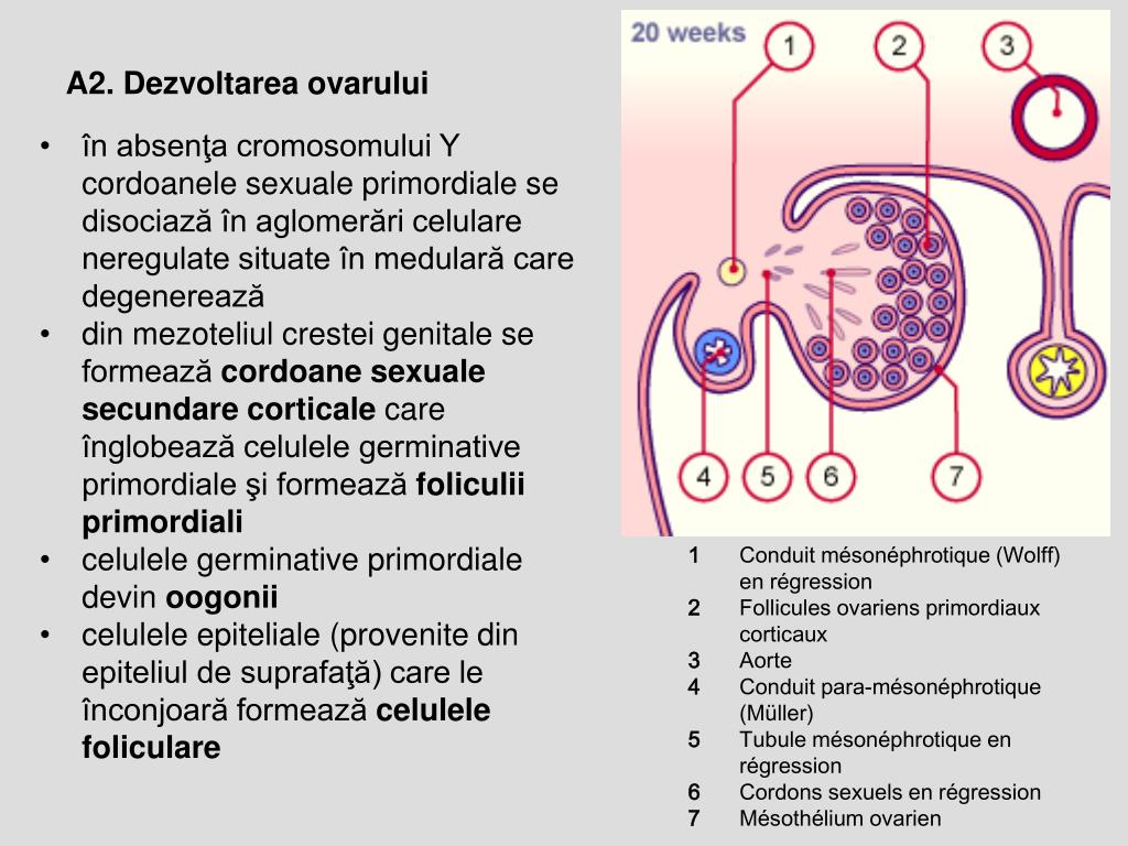 PPT - Universitatea de Medicină şi Farmacie “ Gr. T. Popa” Iaşi ...