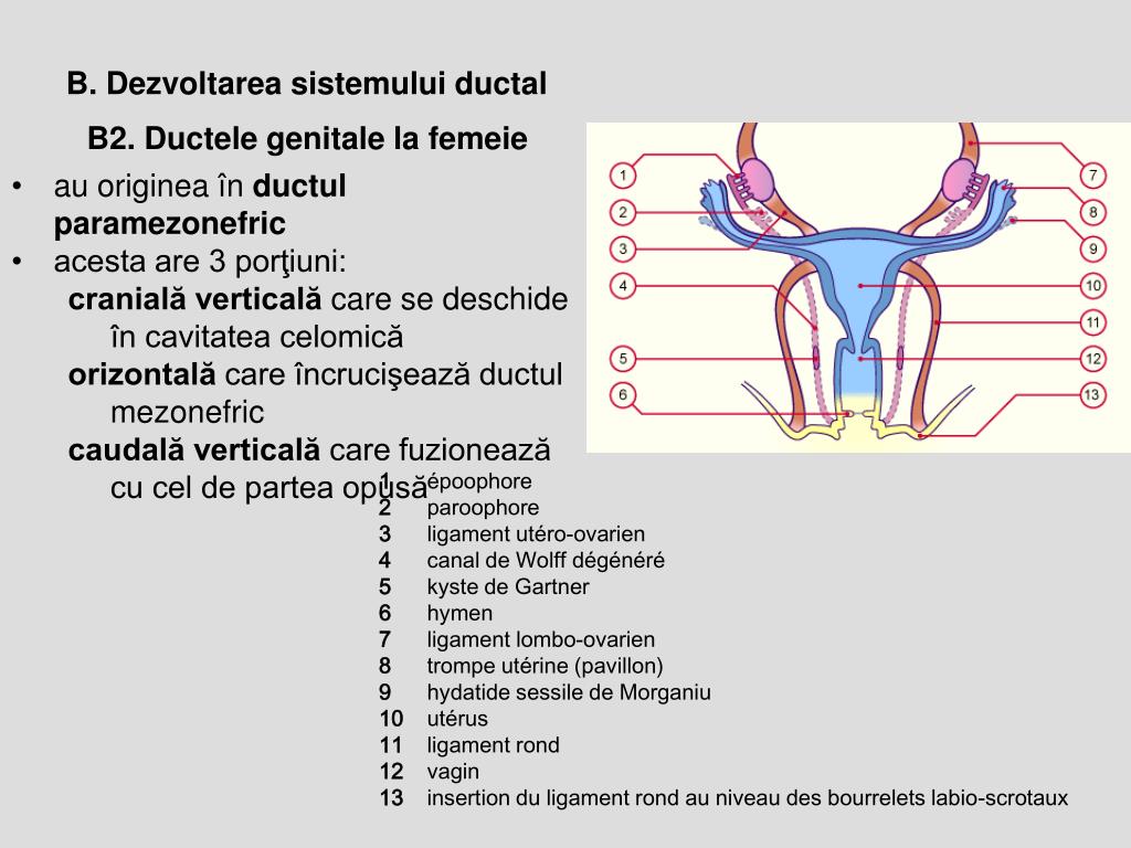 PPT - Universitatea de Medicină şi Farmacie “ Gr. T. Popa” Iaşi ...