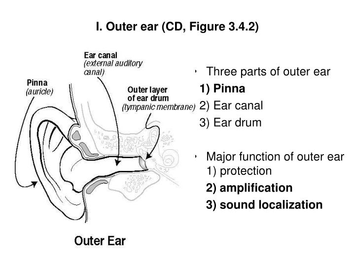 Parts Of The Outer Ear
