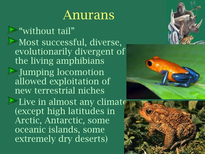 PPT - KINGDOM ANIMALIA Phylum Chordata Subphylum Vertebrata Class ...