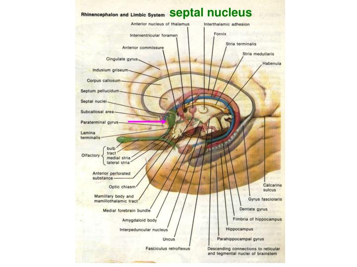 PPT - 2- Basal nuclei PowerPoint Presentation - ID:979892