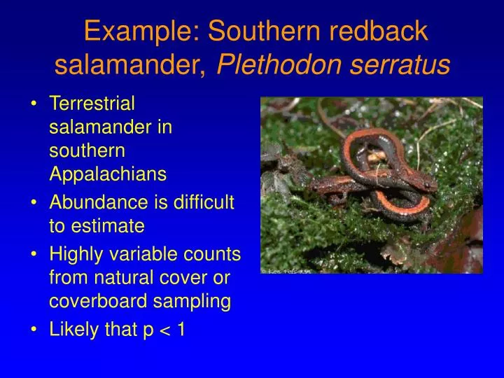 PPT - Example: Southern redback salamander, Plethodon serratus ...
