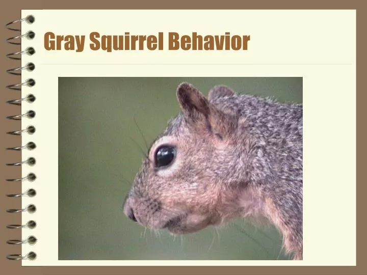 PPT - Gray Squirrel Behavior PowerPoint Presentation, free download ...
