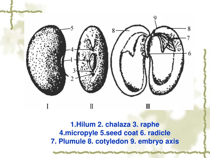 PPT - Section six The seed PowerPoint Presentation - ID:982829