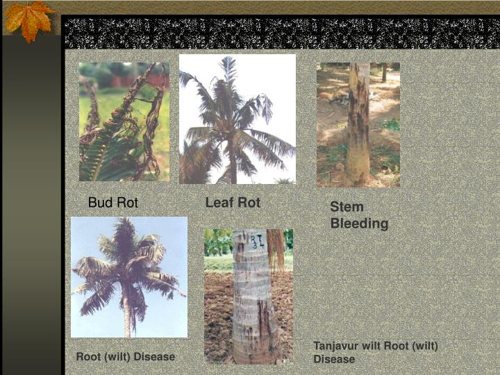 PPT - Coconut Tree PowerPoint Presentation - ID:983980