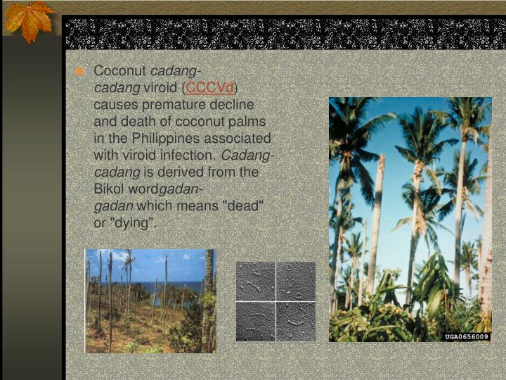 PPT - Coconut Tree PowerPoint Presentation - ID:983980