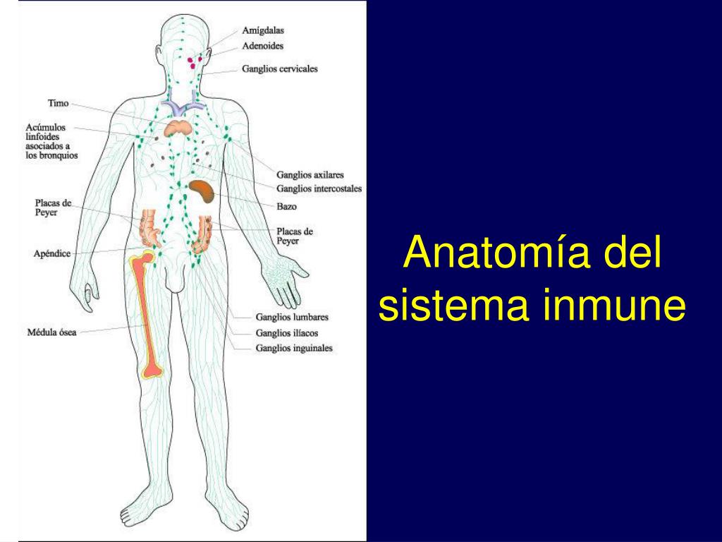 Ppt Aspectos Basicos Del Sistema Inmune Powerpoint Presentation Free
