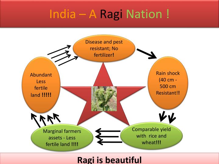 PPT - Finger Millet - Ragi PowerPoint Presentation - ID:984519