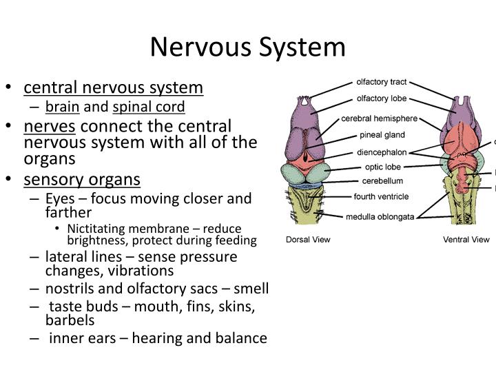 PPT - Fish Internal Anatomy and Physiology PowerPoint Presentation - ID ...
