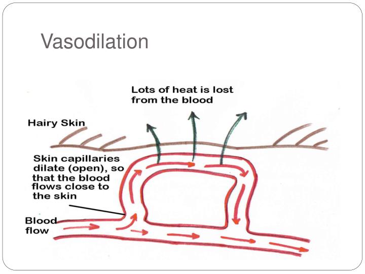PPT - Homeostasis and excretion PowerPoint Presentation - ID:984742