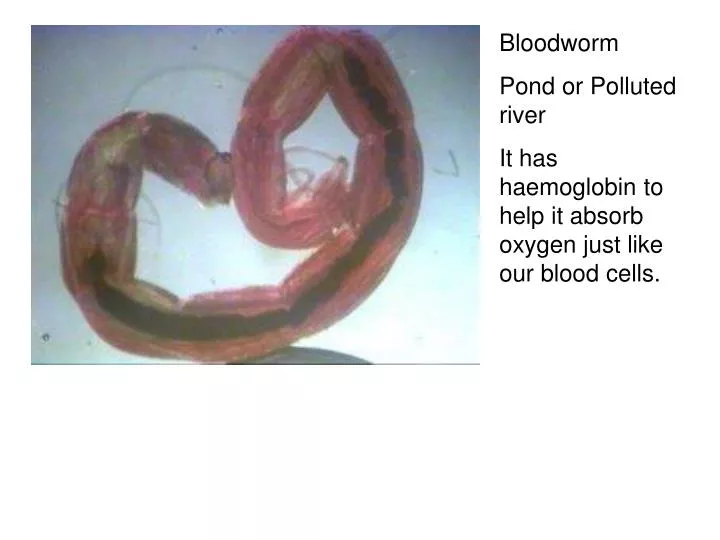 PPT - Bloodworm Pond or Polluted river It has haemoglobin to help it ...