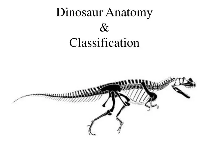 PPT - Dinosaur Anatomy & Classification PowerPoint Presentation, free ...