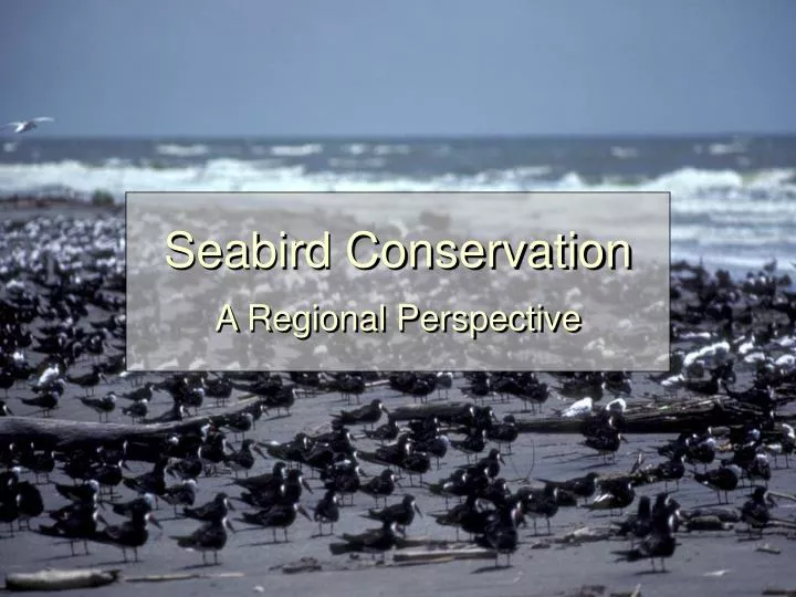 PPT - Seabird Conservation PowerPoint Presentation, free download - ID:985451