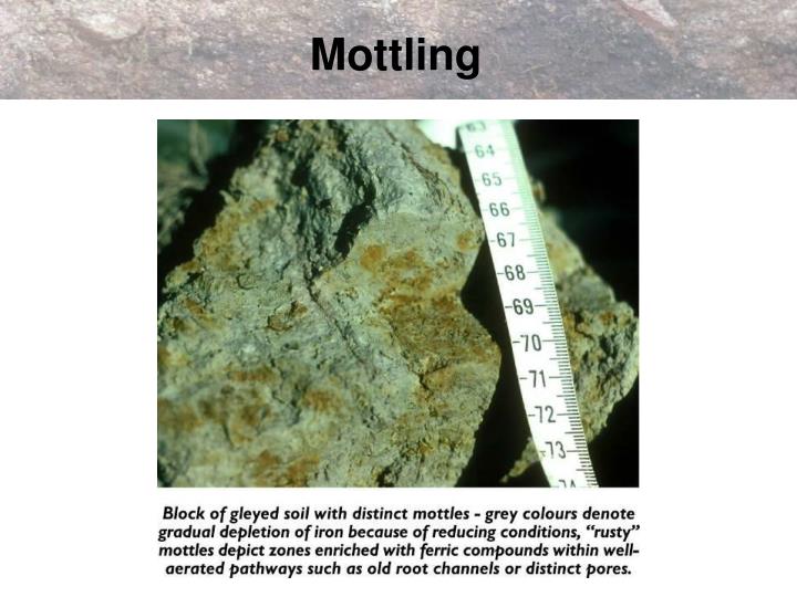 PPT - Higher Geography Physical Environments Biosphere Soils PowerPoint ...