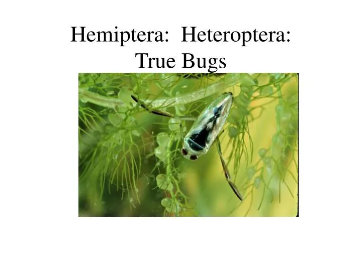 PPT - Hemiptera: Heteroptera: True Bugs PowerPoint Presentation, free ...