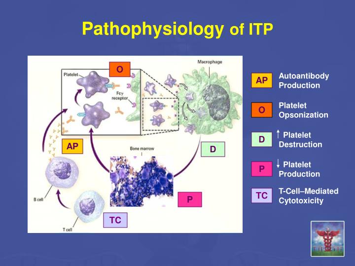 PPT - Thrombocytopenia PowerPoint Presentation - ID:988480