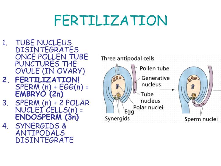 PPT - REPRODUCTION IN SEED PLANTS – CH.24 PowerPoint Presentation - ID ...