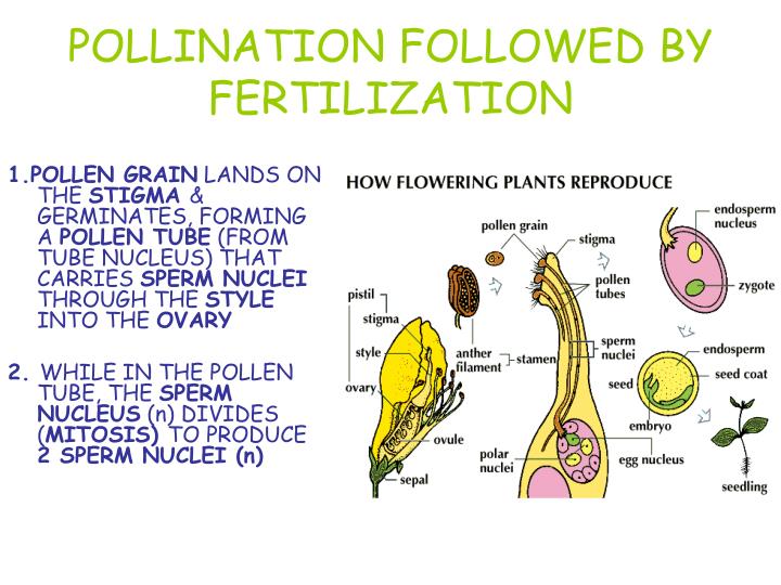 PPT - REPRODUCTION IN SEED PLANTS – CH.24 PowerPoint Presentation - ID ...