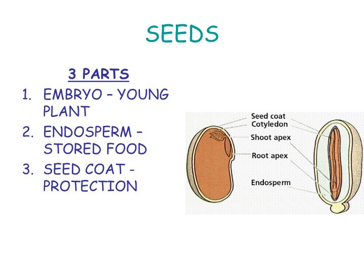PPT - REPRODUCTION IN SEED PLANTS – CH.24 PowerPoint Presentation - ID ...