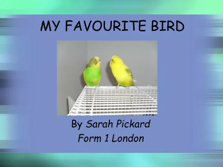 PPT - MY FAVOURITE BIRD PowerPoint Presentation, free download - ID:988896