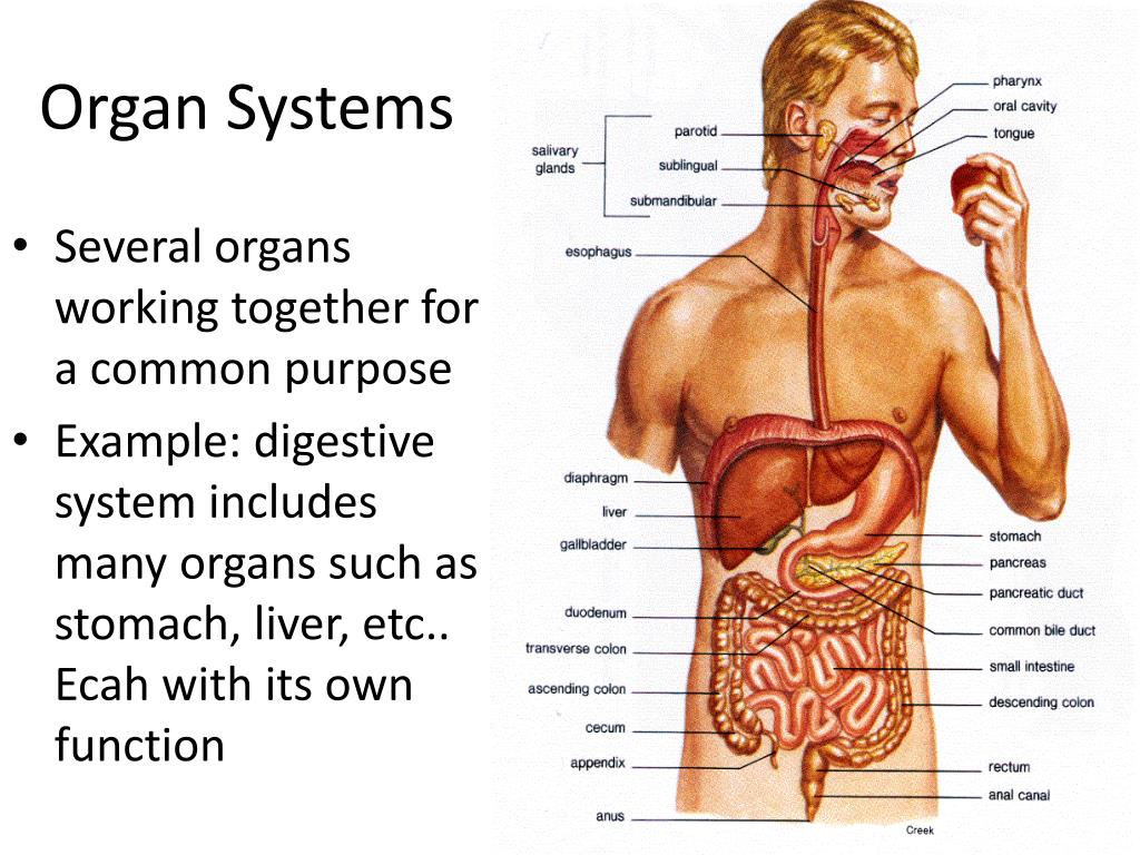 PPT An Introduction To The Human Body PowerPoint Presentation Free PPT An Introduction To The Human Body PowerPoint Presentation Free