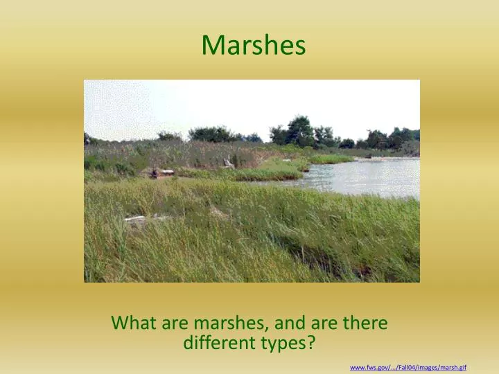 PPT - Marshes PowerPoint Presentation, free download - ID:990506