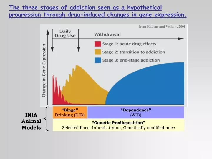 PPT - The three stages of addiction seen as a hypothetical progression ...