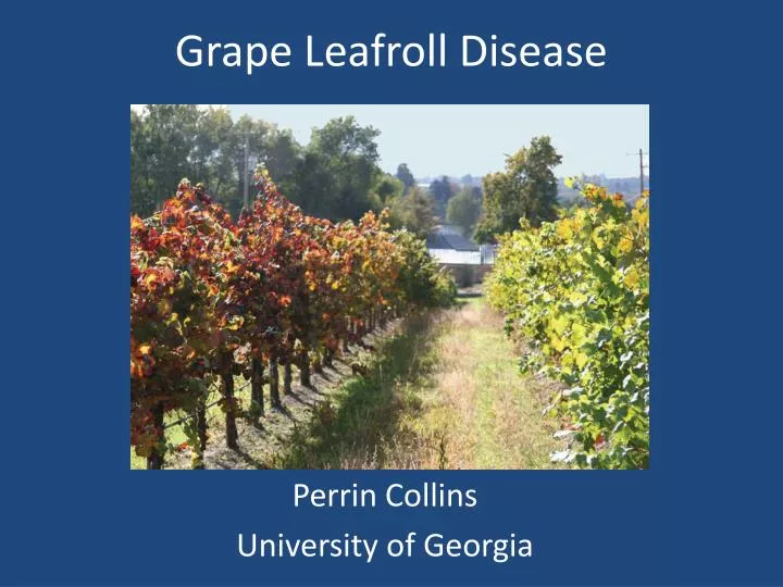 PPT - Grape Leafroll Disease PowerPoint Presentation, free download ...