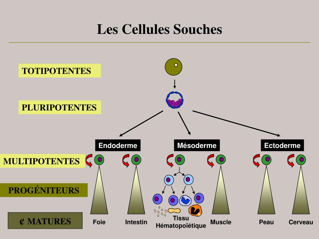 PPT - LES CELLULES SOUCHES HÉMATOPOÏÉTIQUES HUMAINES NORMALES ...