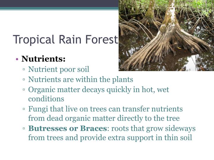 9 Major Primary Producers In The Tropical Rainforest