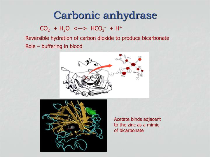 PPT - Assorted Metalloenzymes PowerPoint Presentation - ID:995425