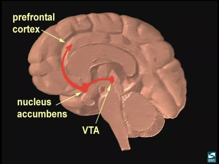 PPT - Overview of the striatum PowerPoint Presentation, free download ...