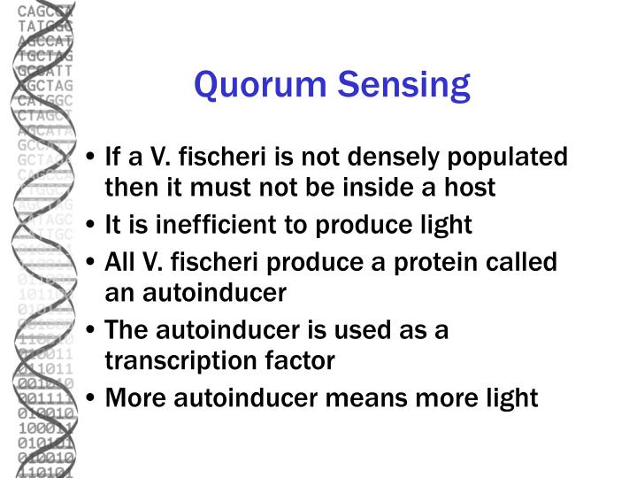 PPT - Vibrio Fischeri: PowerPoint Presentation - ID:996314