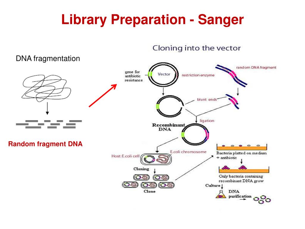 PPT - Genome Assembly and Finishing Alla Lapidus, Ph.D. Associate ...