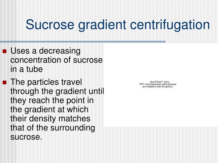 PPT - Model Organisms & Tools of Cell Biology PowerPoint Presentation ...