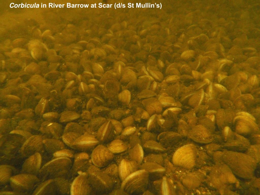 PPT - Invasive Characteristics and Control Options for Asian Clam ...