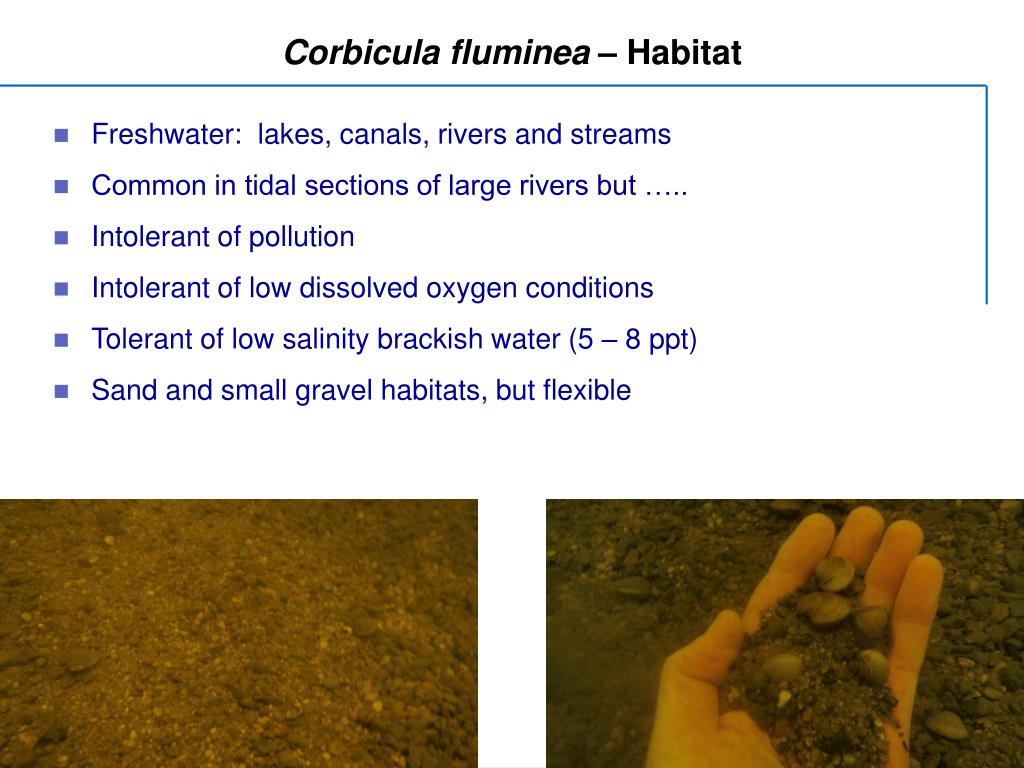 PPT - Invasive Characteristics and Control Options for Asian Clam ...