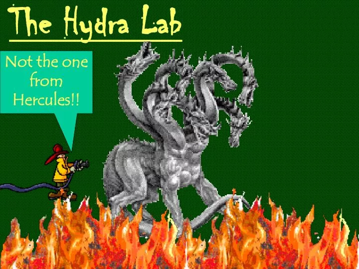 PPT - The Hydra Lab PowerPoint Presentation, free download - ID:998213
