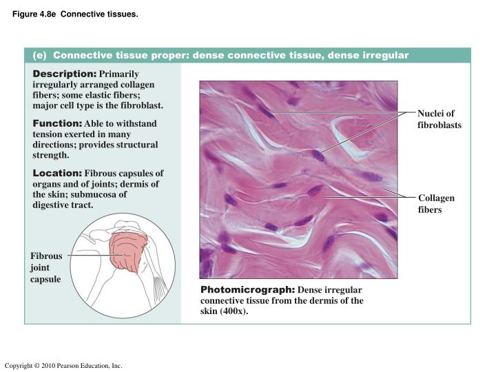 PPT - The following types of connective tissue are covered in this ...