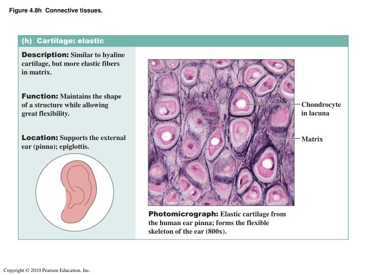 PPT - The following types of connective tissue are covered in this ...